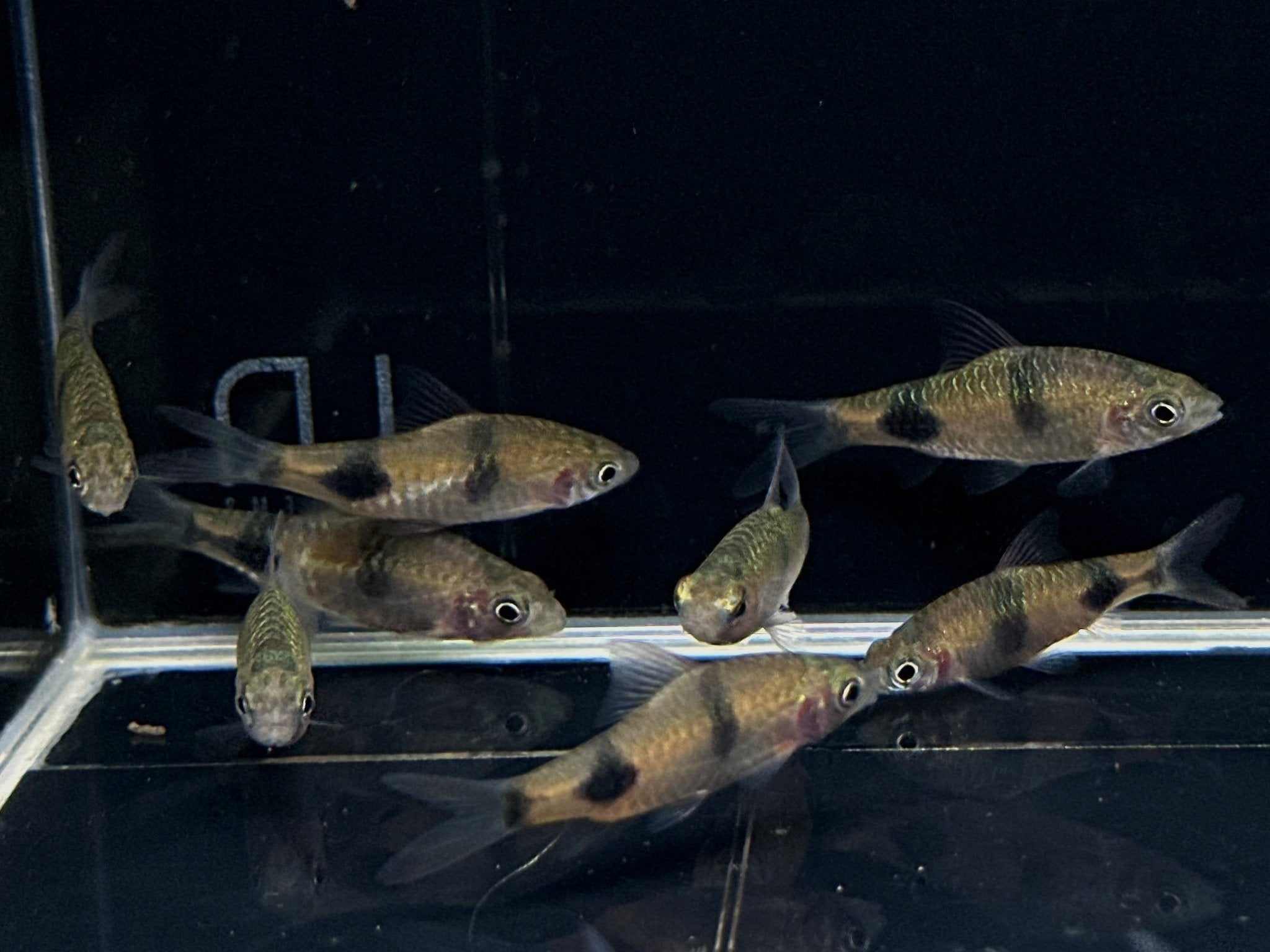 Rohani Barb - Vibrant Tropical Beauty