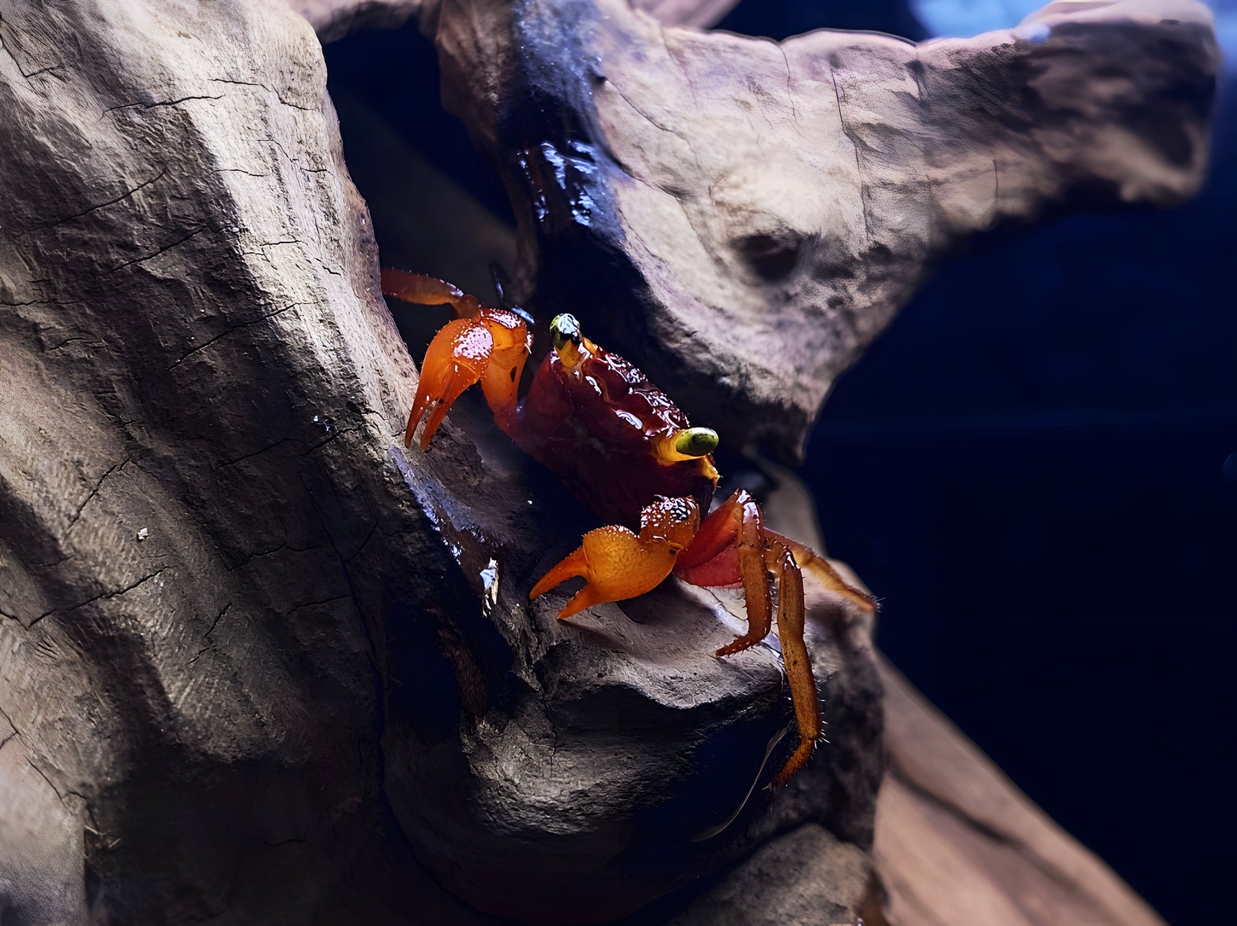 Assorted Vampire Crab - Unique Freshwater Crab for Sale