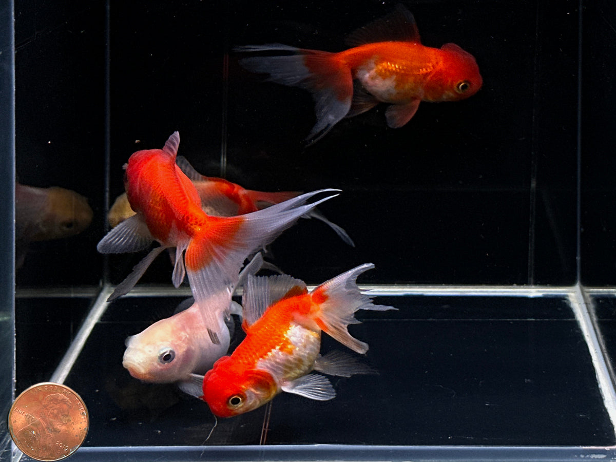 Red & White Oranda Goldfish (3") - Elegant Dual-Toned Beauty – Aqua Huna