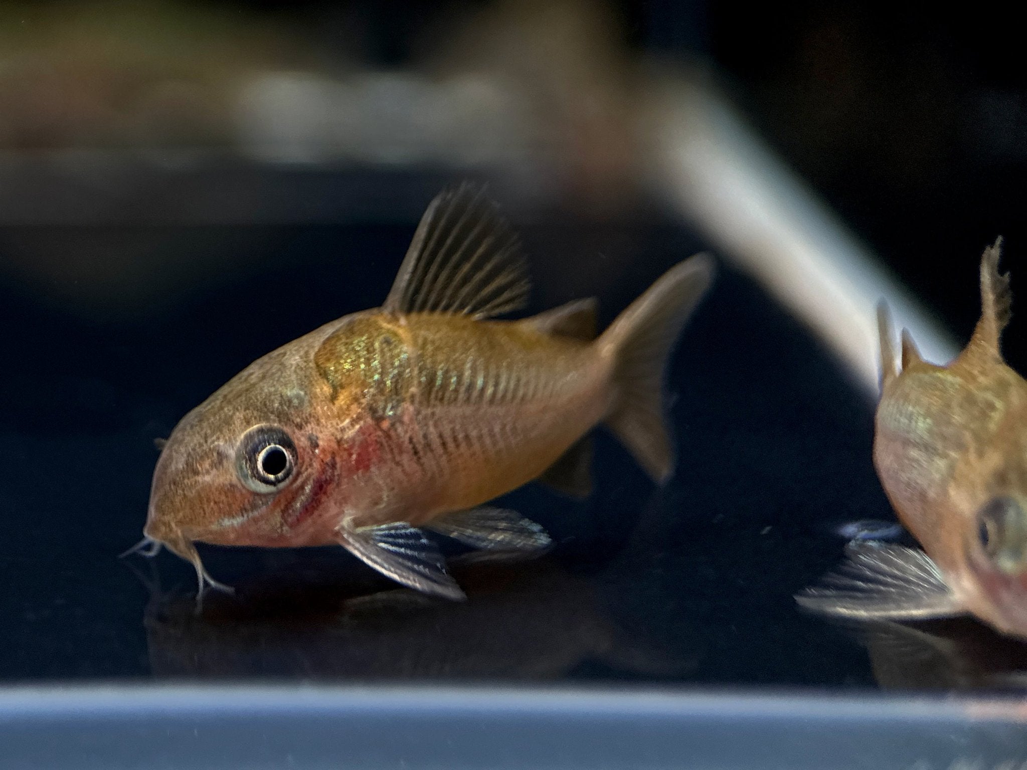 Albertini Corydoras - Charming Tank Denizens