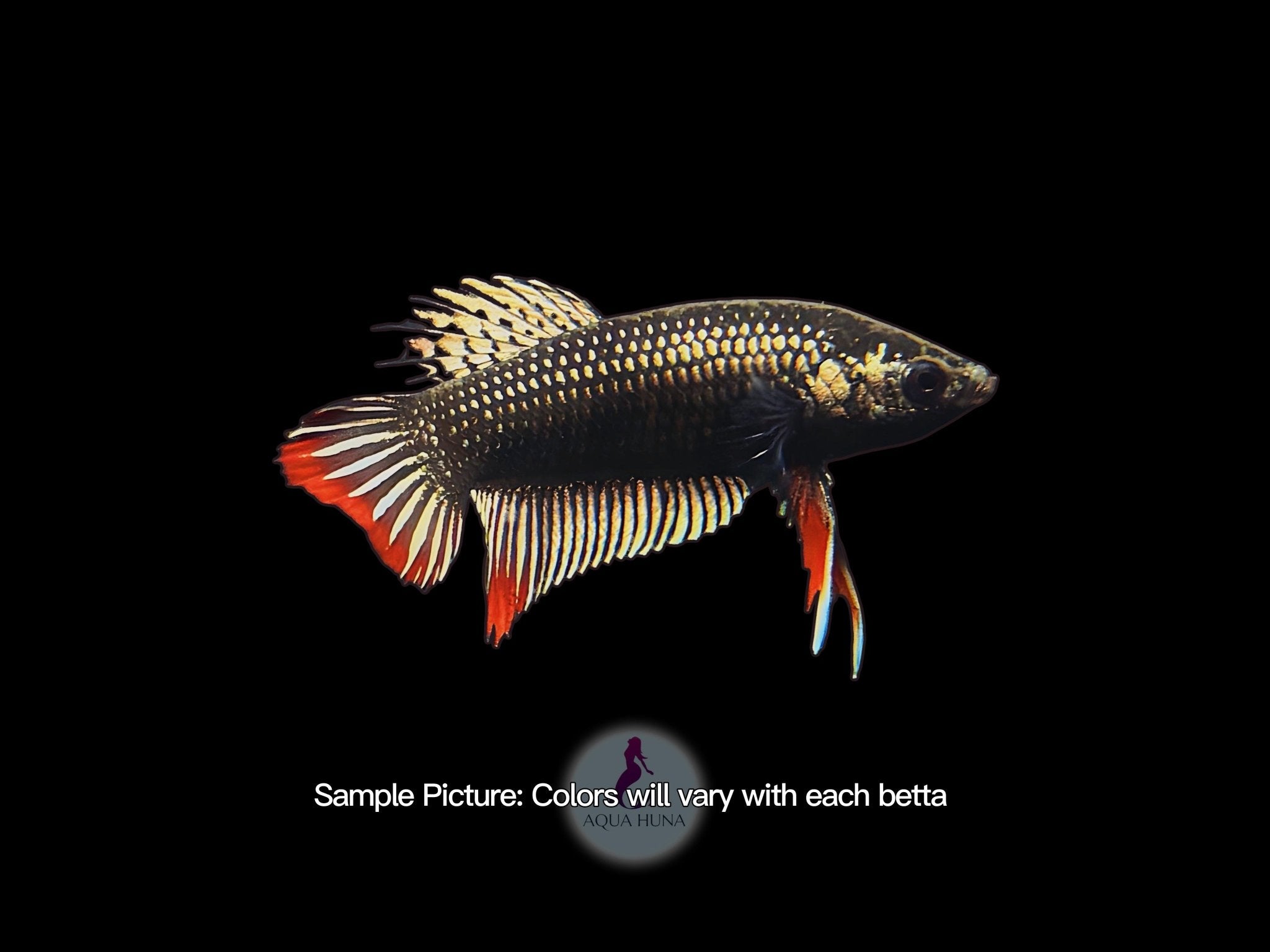 Alien Copper Steel Red Betta - Unique Betta for Sale