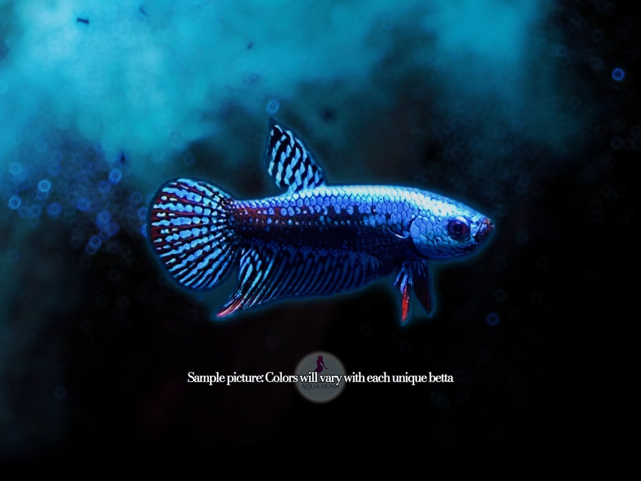 Alien Samurai Betta - Rare Exotic Betta Fish for Sale