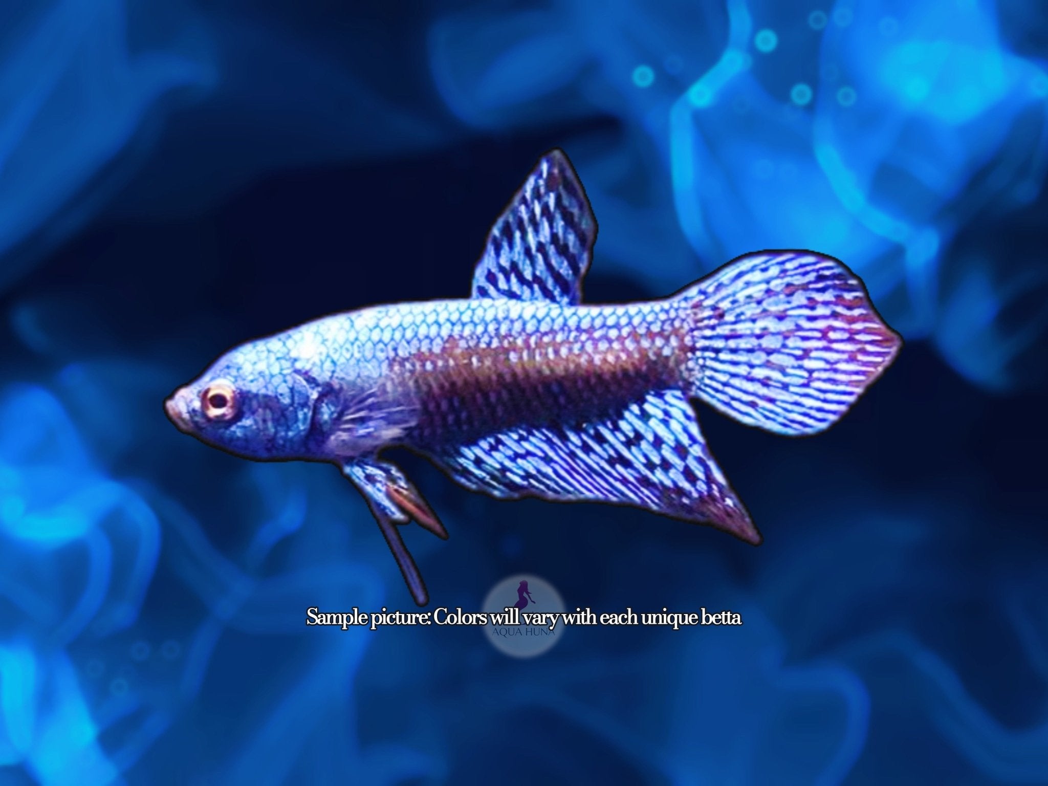 Alien Steel Blue Betta - Rare Exotic Betta Fish for Sale
