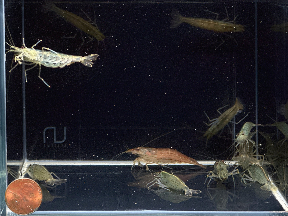 Amano Shrimp Jumbo (XXL) - Grand Aquatic Giants – Aqua Huna