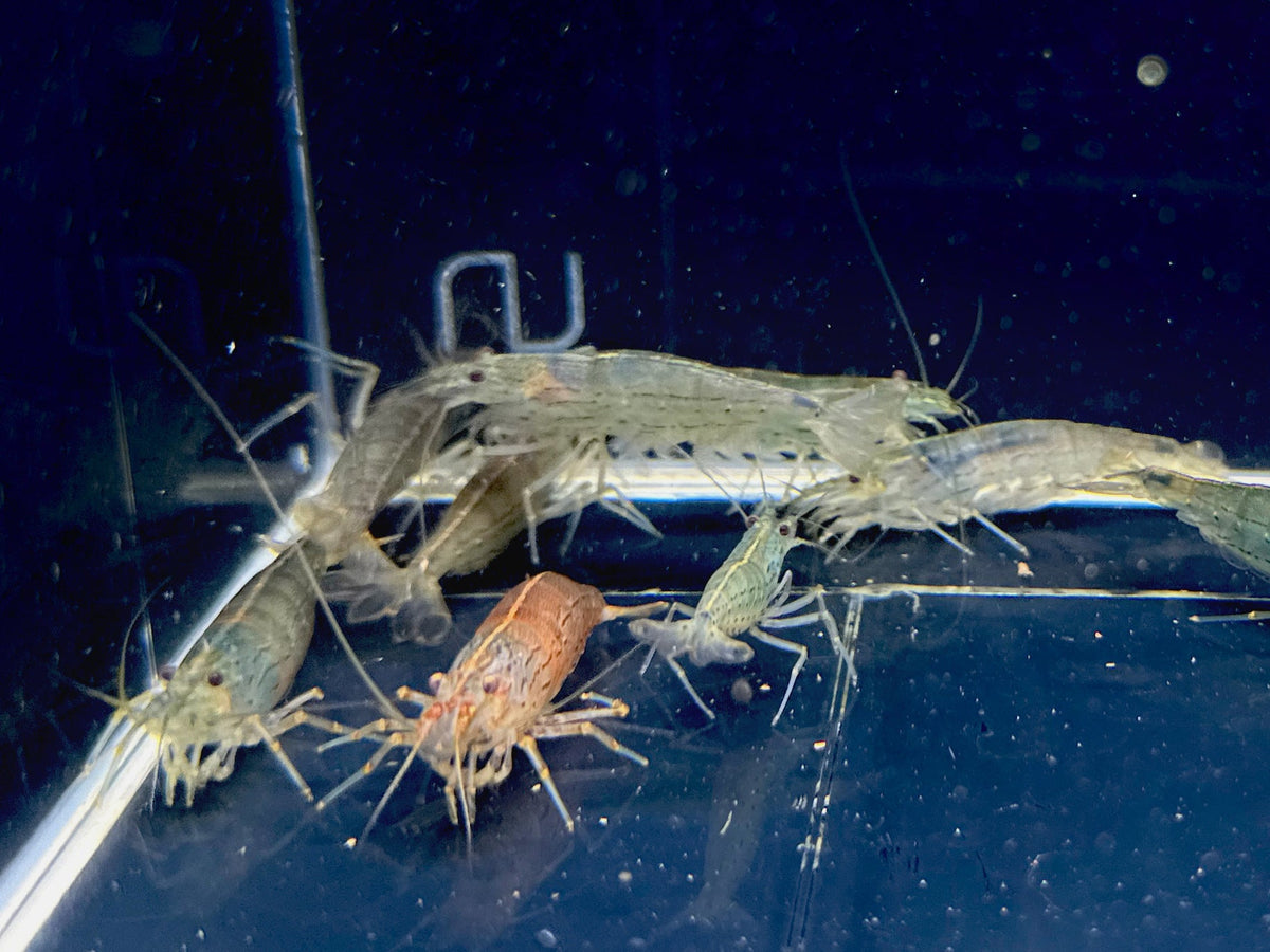 Amano Shrimp Jumbo (XXL) - Grand Aquatic Giants – Aqua Huna