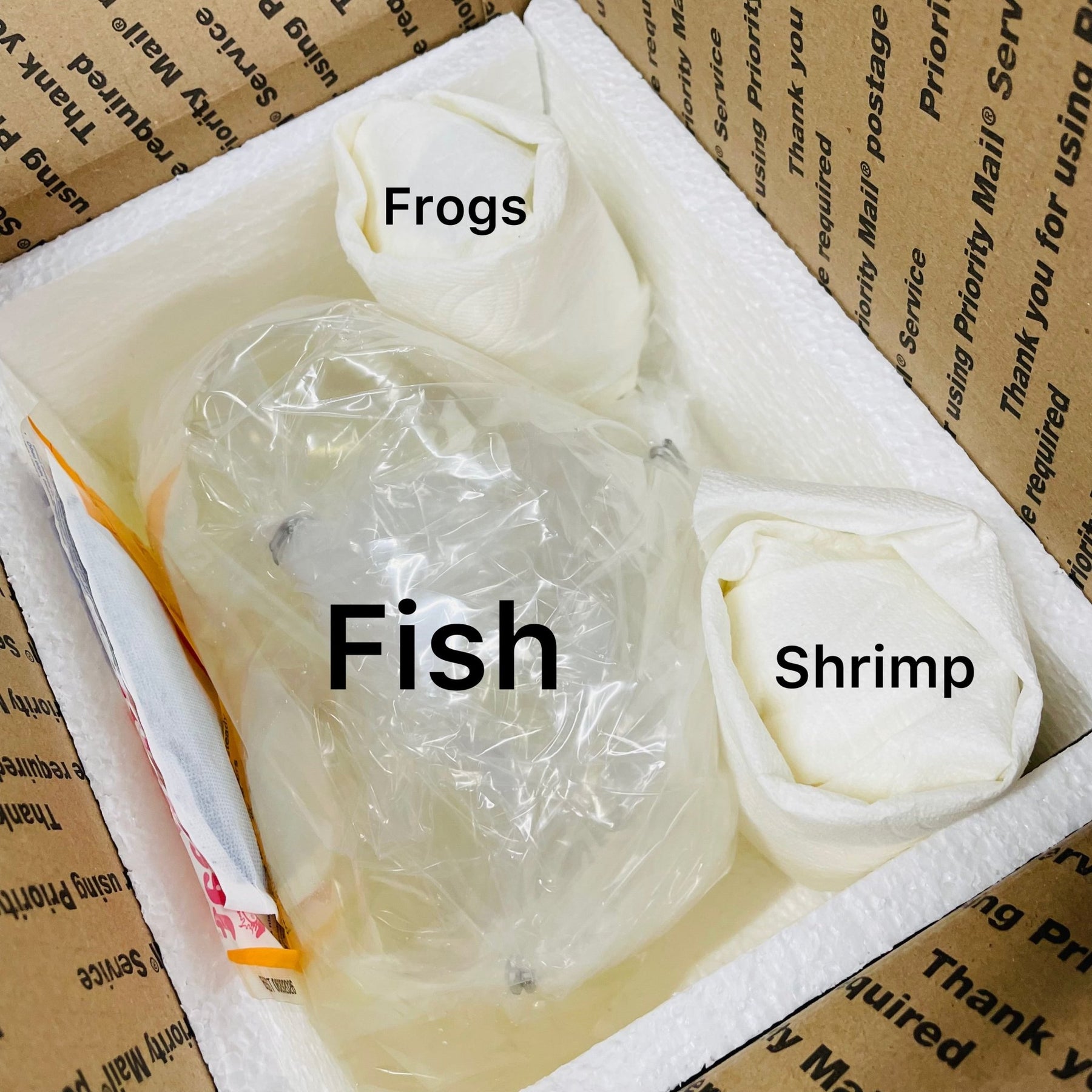 Amano Shrimp Jumbo (XXL) - Grand Aquatic Giants