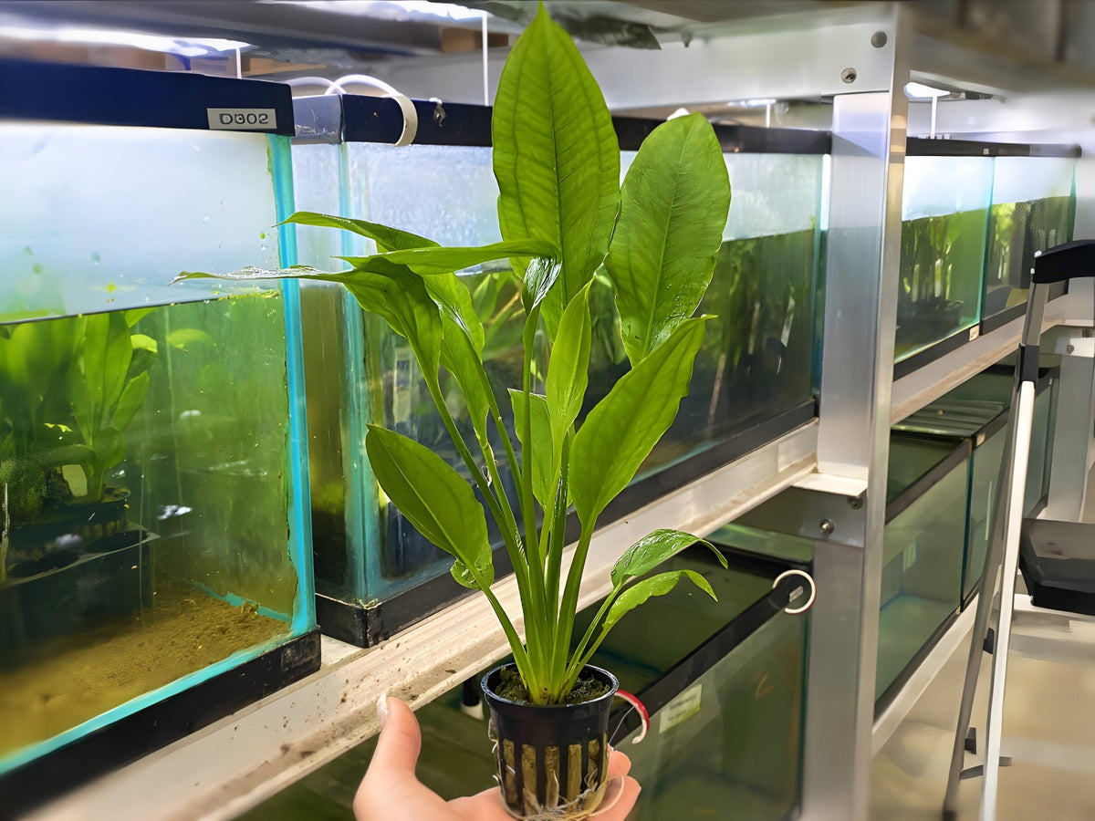 Amazon Sword (Potted Plant) - Aquatic Greenery for Sale