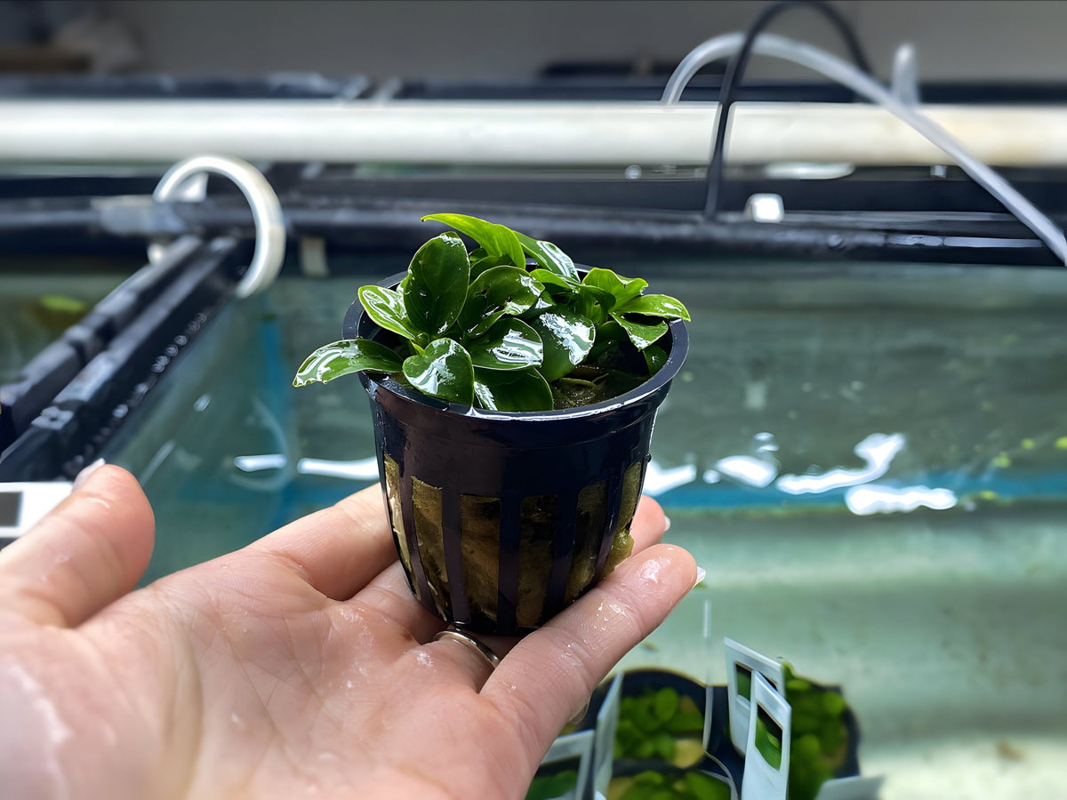 Anubias Nana Petite (Potted Plant) - Hardy Aquatic Plant – Aqua Huna