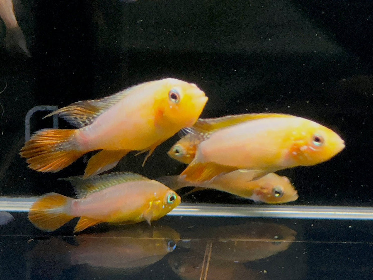 Apistogramma Agassizii Fire Red - Fiery Aquatic Delight – Aqua Huna