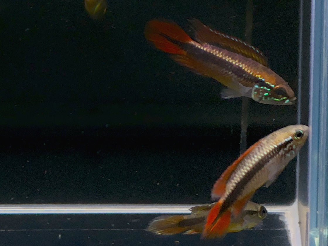 Apistogramma Agassizii Super Red - Stunning Aquatic Beauty – Aqua Huna