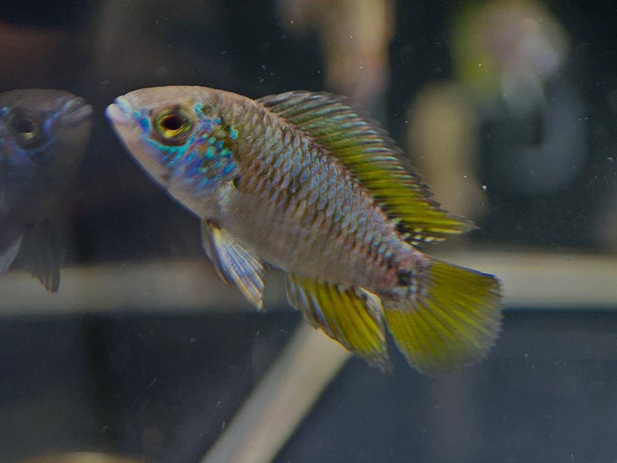 Apistogramma Borellii Opal - Unique Aquarium Fish for Sale