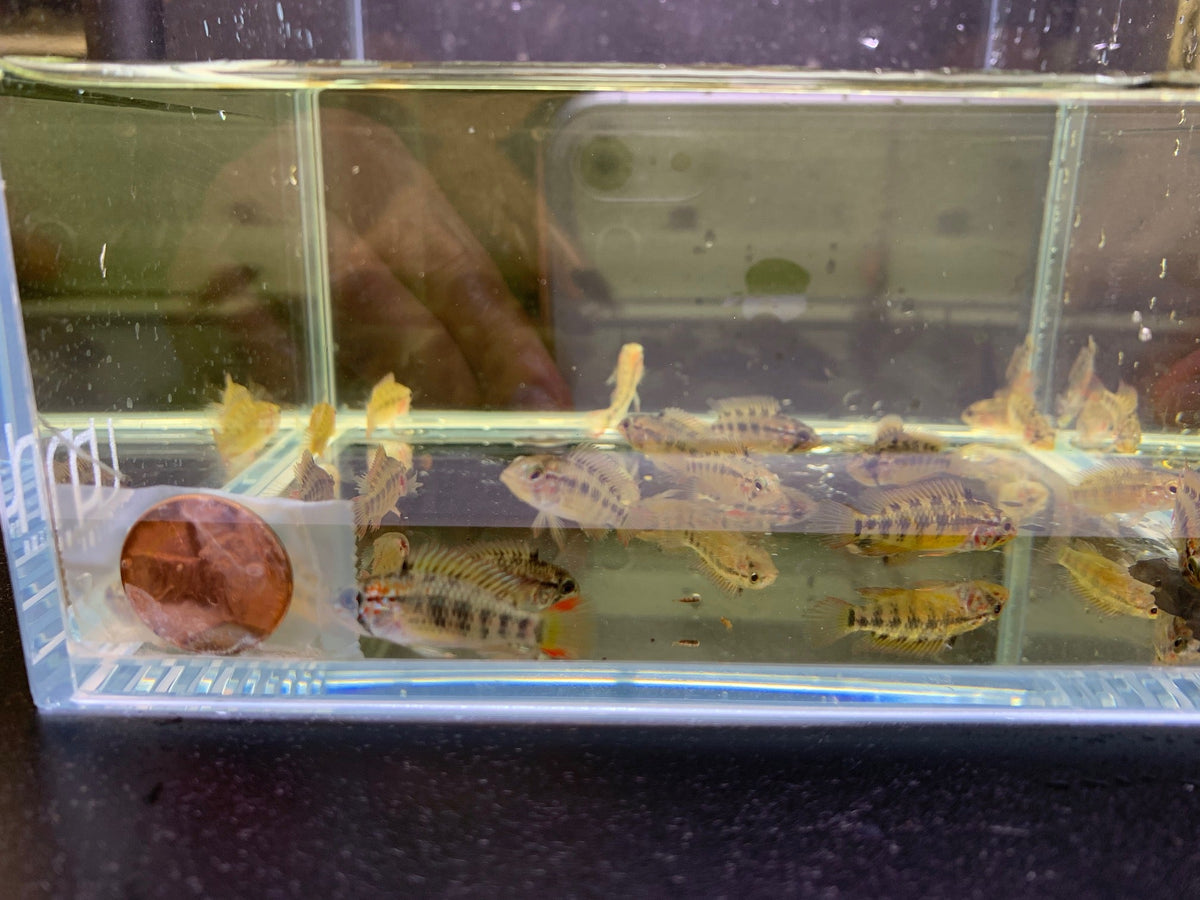 Apistogramma Macmasteri Red Mask - Vibrant Dwarf Cichlid – Aqua Huna