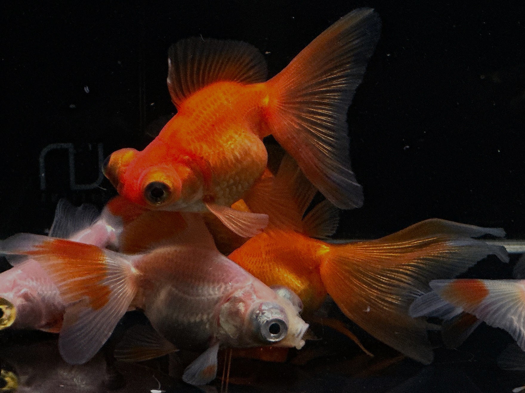 Assorted Butterfly Tail Goldfish (2-2.5")- Colorful Fins Mix