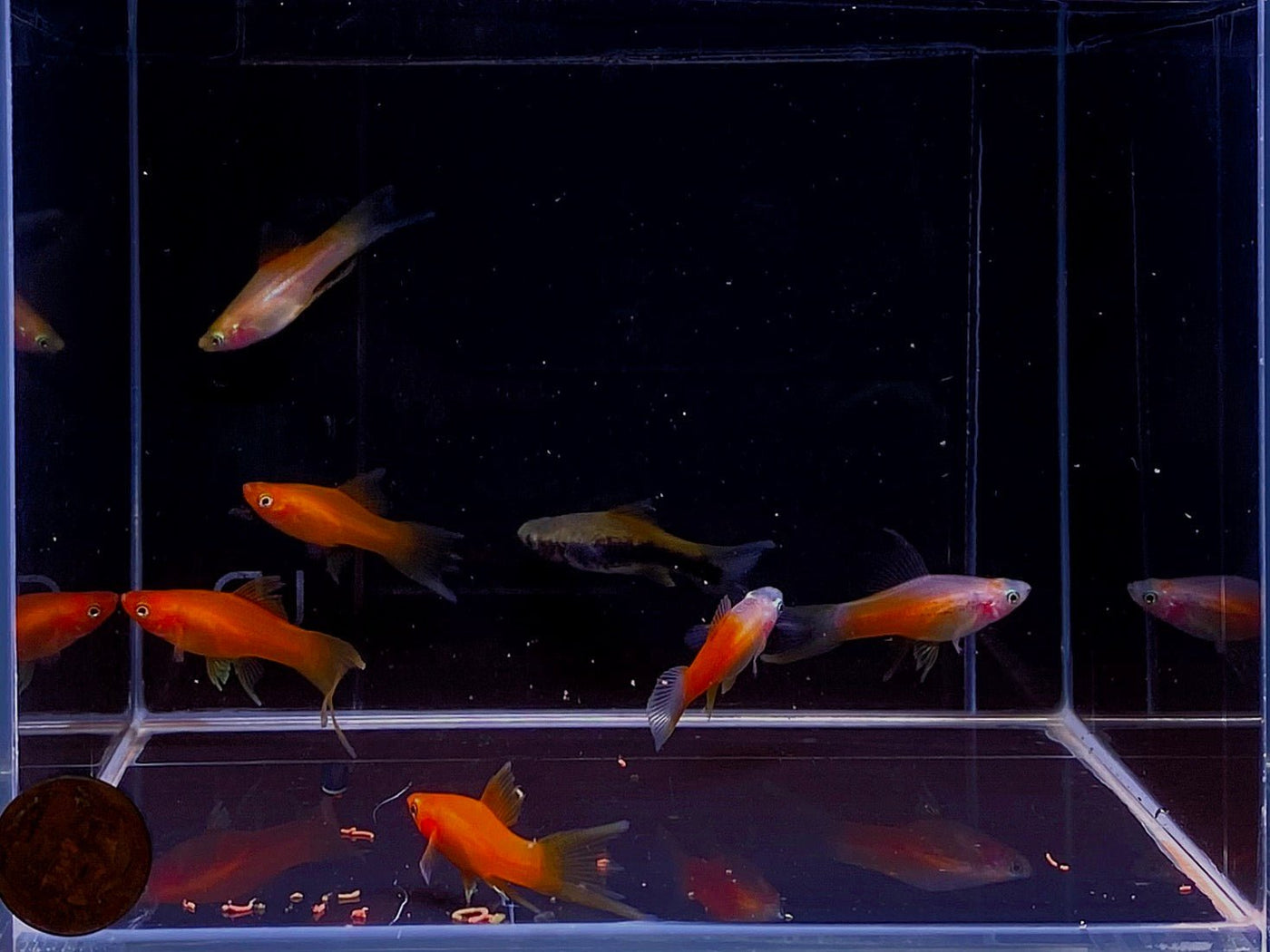Swordtail | Colorful Freshwater Aquarium Fish