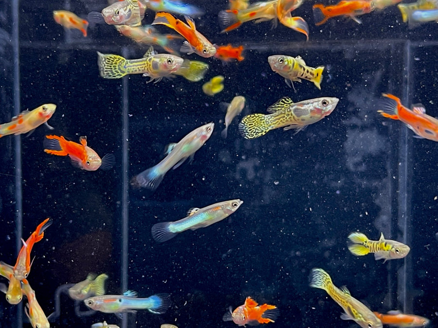 Assorted Endler (Male) - Vibrant Aquarium Fish for Sale