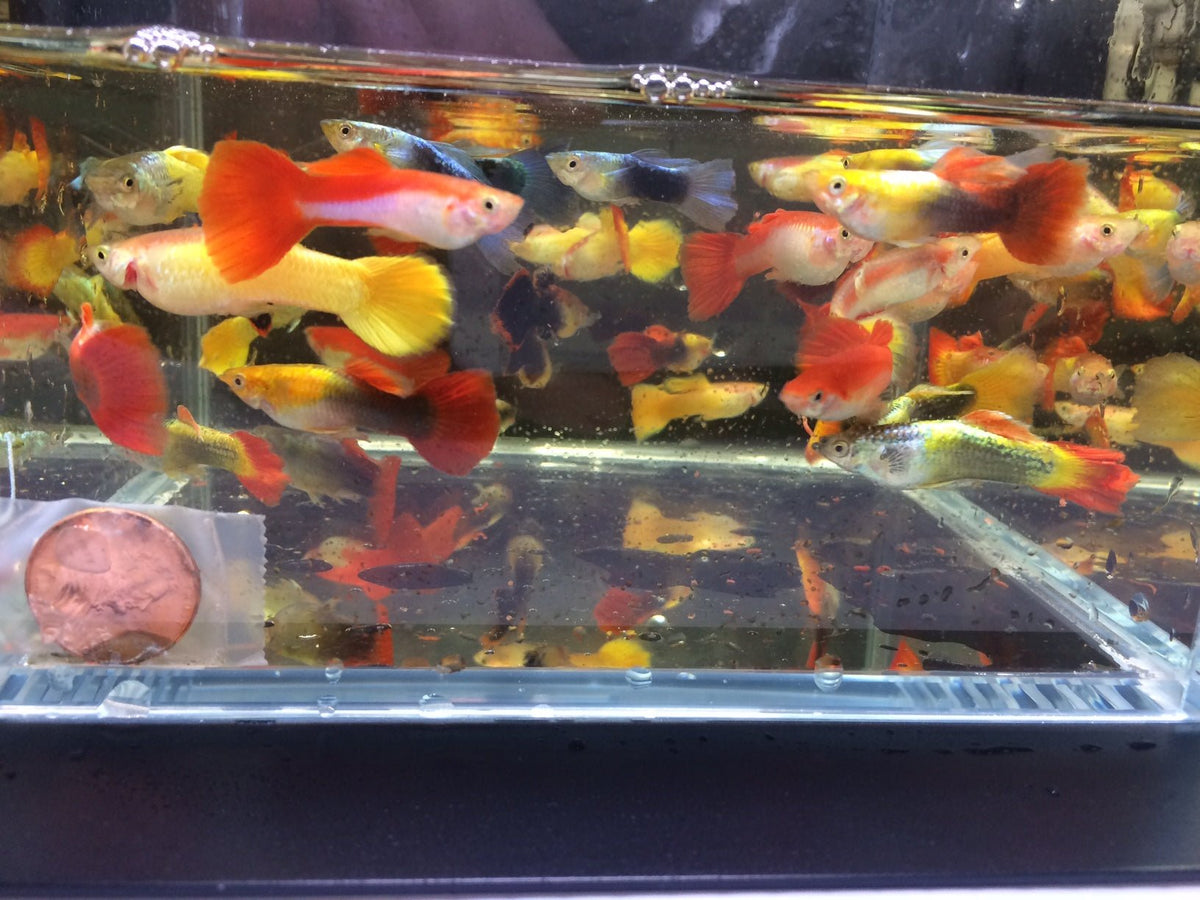 Assorted Guppy Males - Vibrant Aquarium Beauties – Aqua Huna