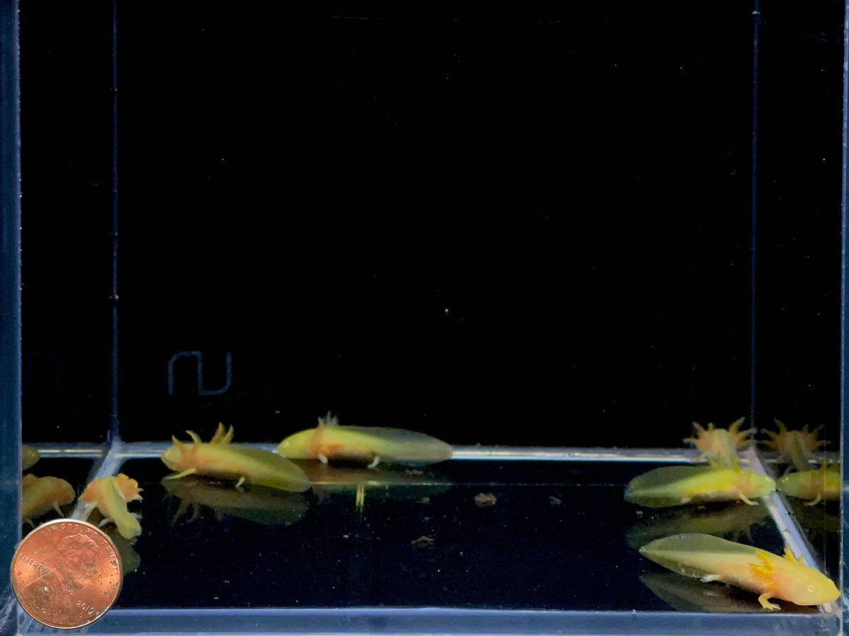 Assorted Hybrid Albino & Gold Axolotl - Unique Aquatic Pet – Aqua Huna