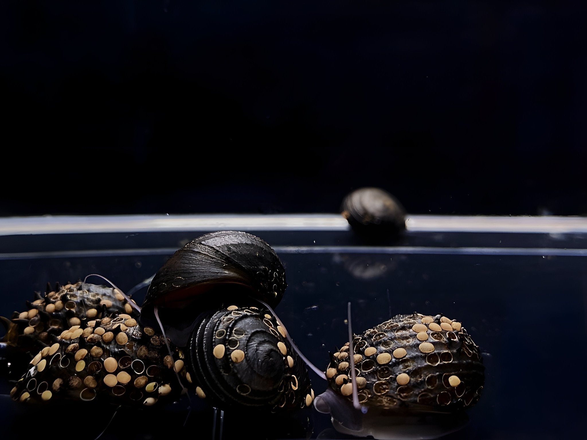 Assorted King Koopa Nerite Snail - Efficient Algae Eater