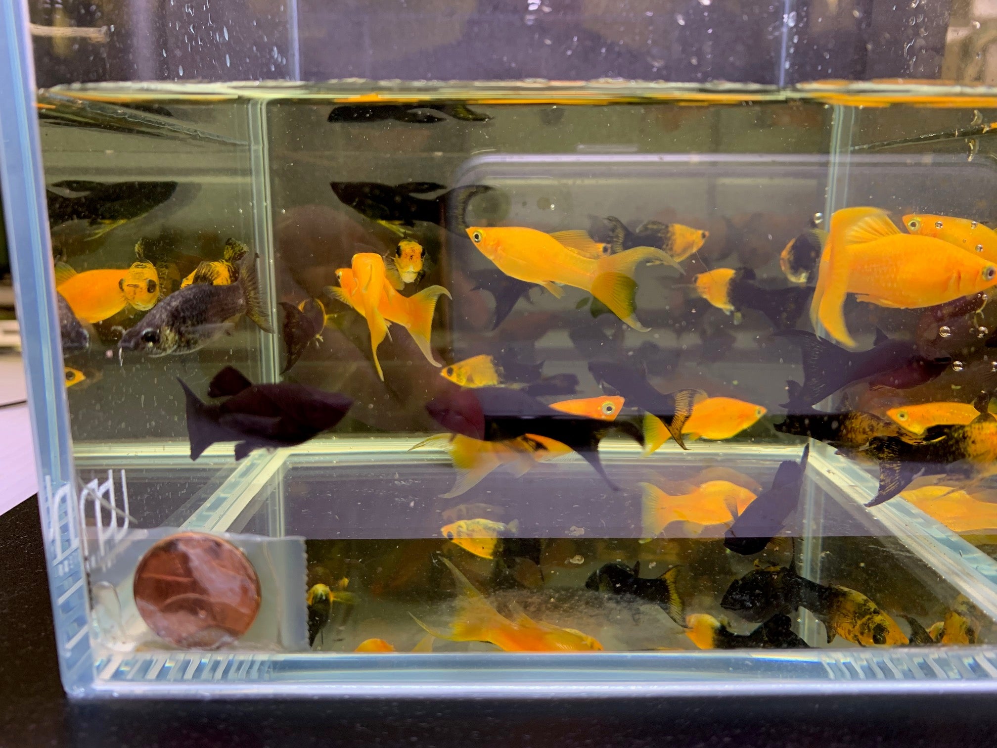 Assorted LT Molly - Colorful Aquatic Beauty for Your Tank