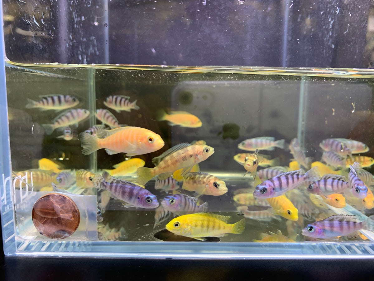 Assorted Mbuna - Colorful Cichlids for Sale