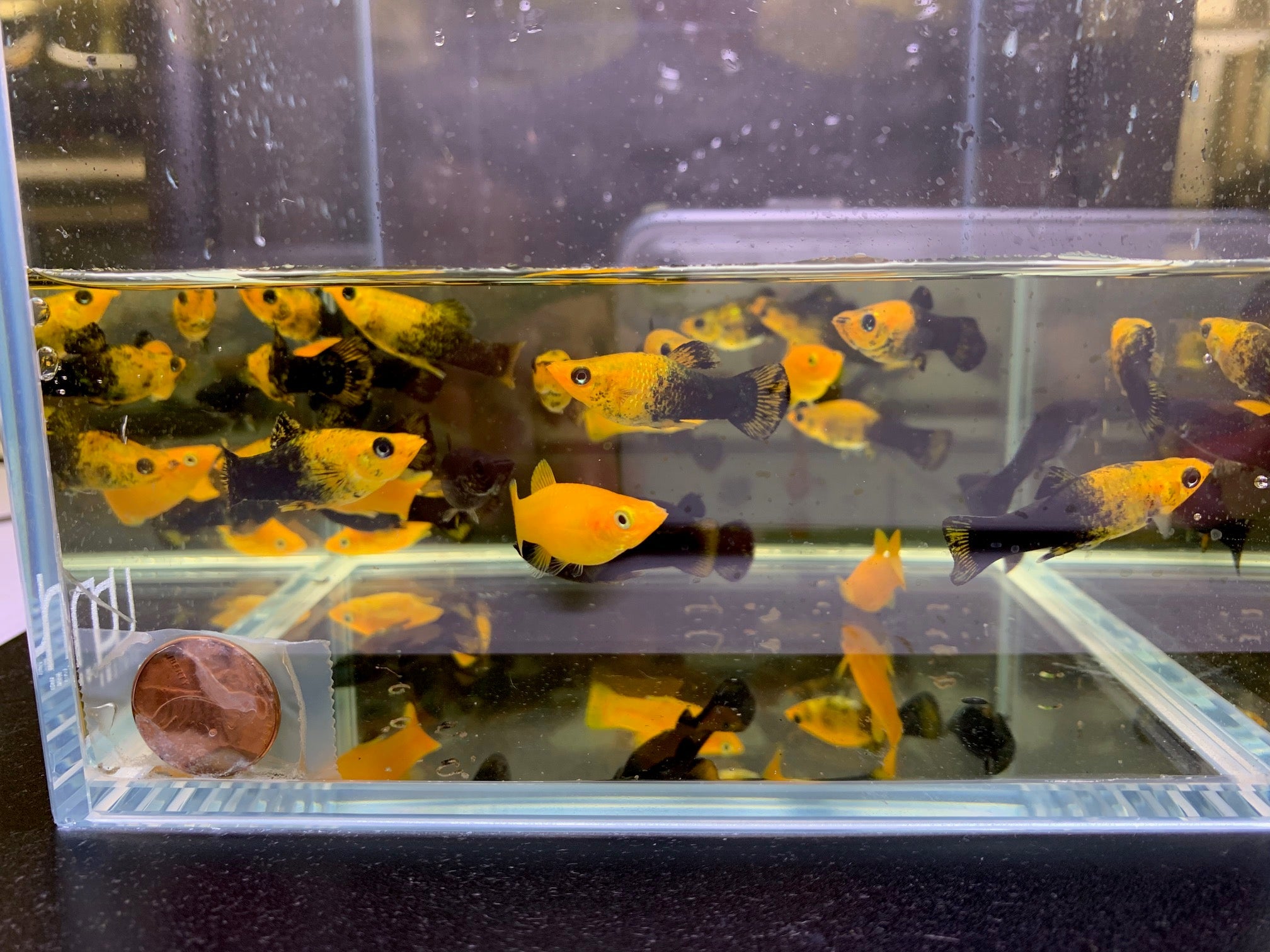 Assorted Molly - Varied Aquatic Elegance for Your Tank