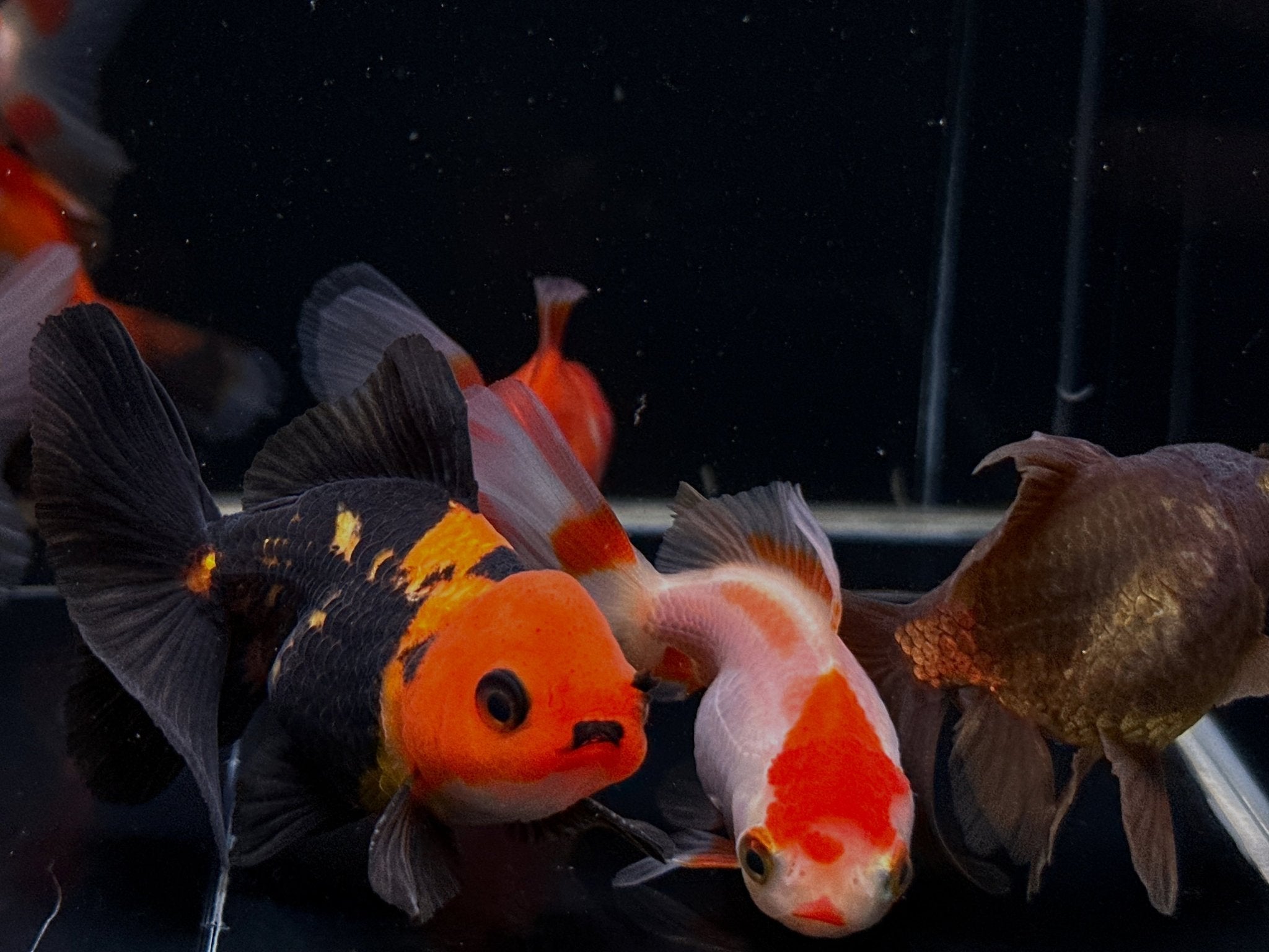 Assorted Oranda Goldfish (2.5 - 3") - Aquatic Elegance