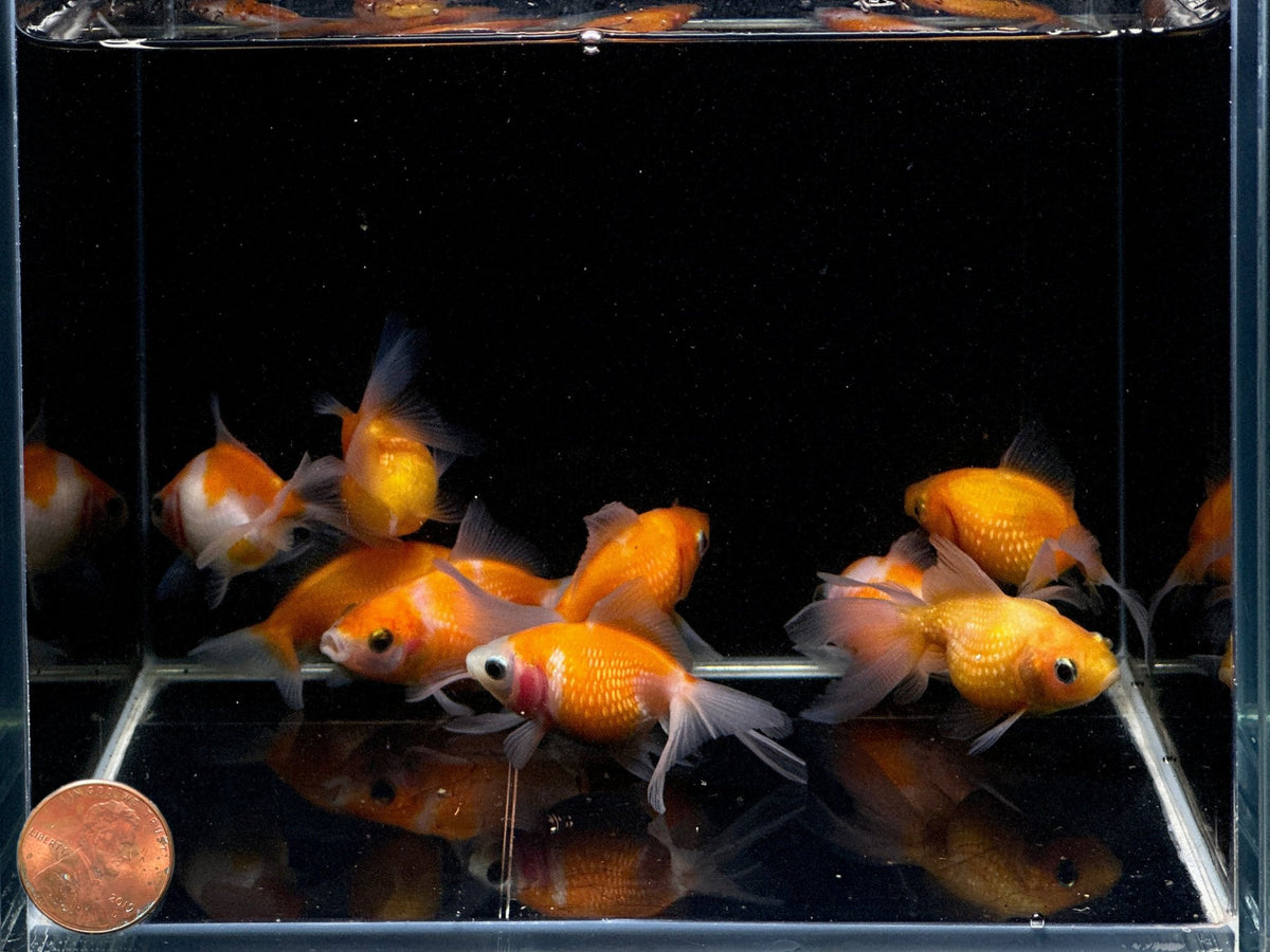 Assorted Pearl Scale Goldfish (2-2.5") - Unique Pond Fish – Aqua Huna