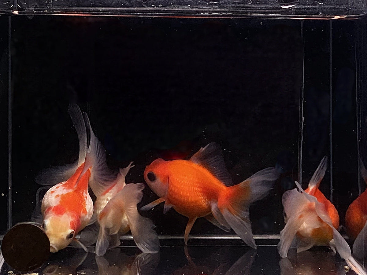 Assorted Pearlscale Goldfish (3") - Unique Pond Fish – Aqua Huna