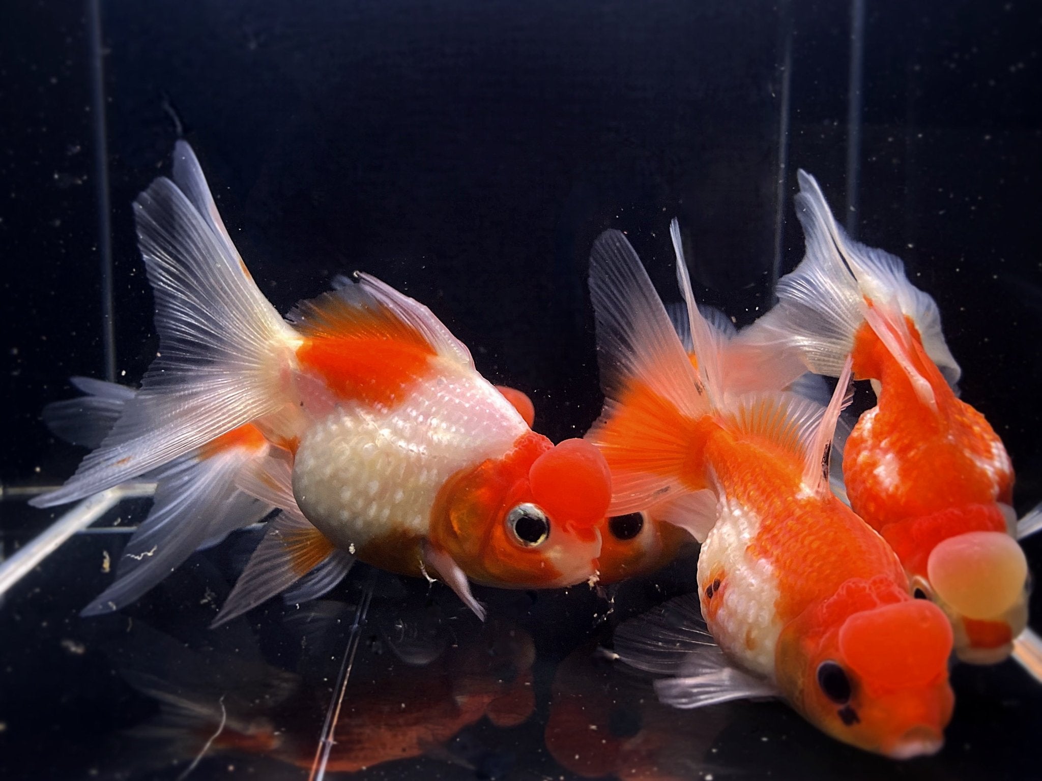 Assorted Pearlscale Oranda Goldfish(3") - Brighten Your Tank