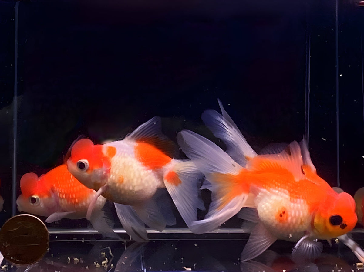 Assorted Pearlscale Oranda Goldfish(3") - Brighten Your Tank – Aqua Huna