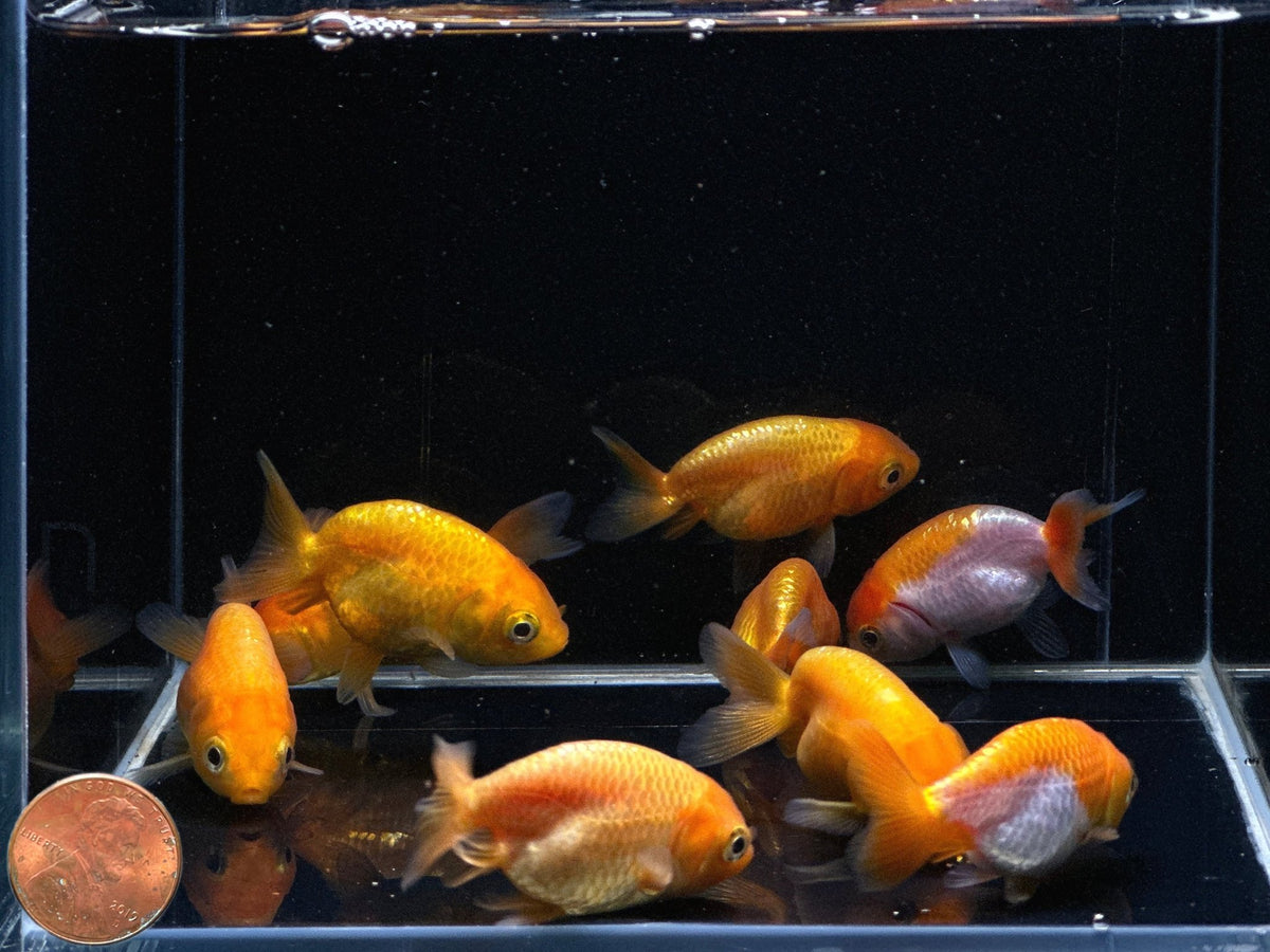 Assorted Ranchu Goldfish (2") - Colorful Pond Fish for Sale – Aqua Huna