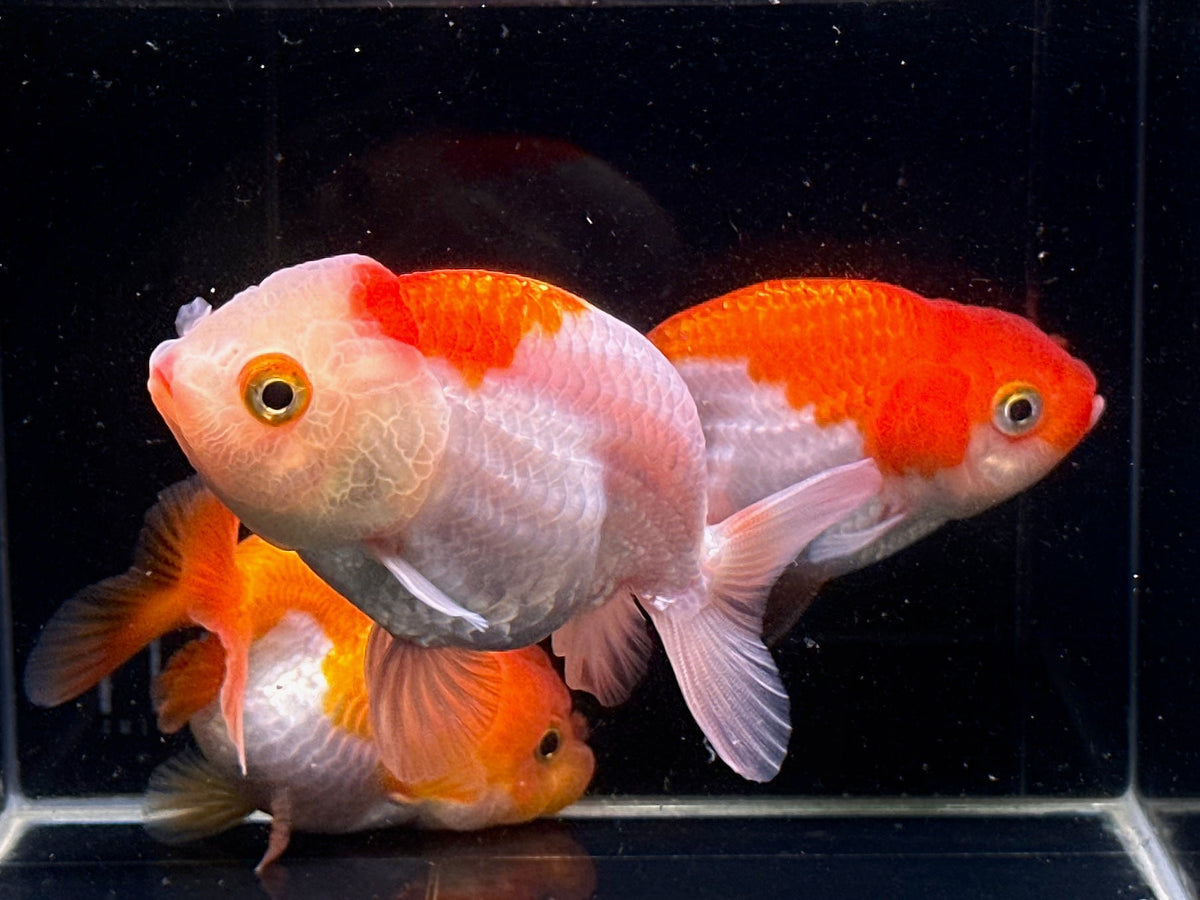 Assorted Ranchu Goldfish - 3.5" – Aqua Huna