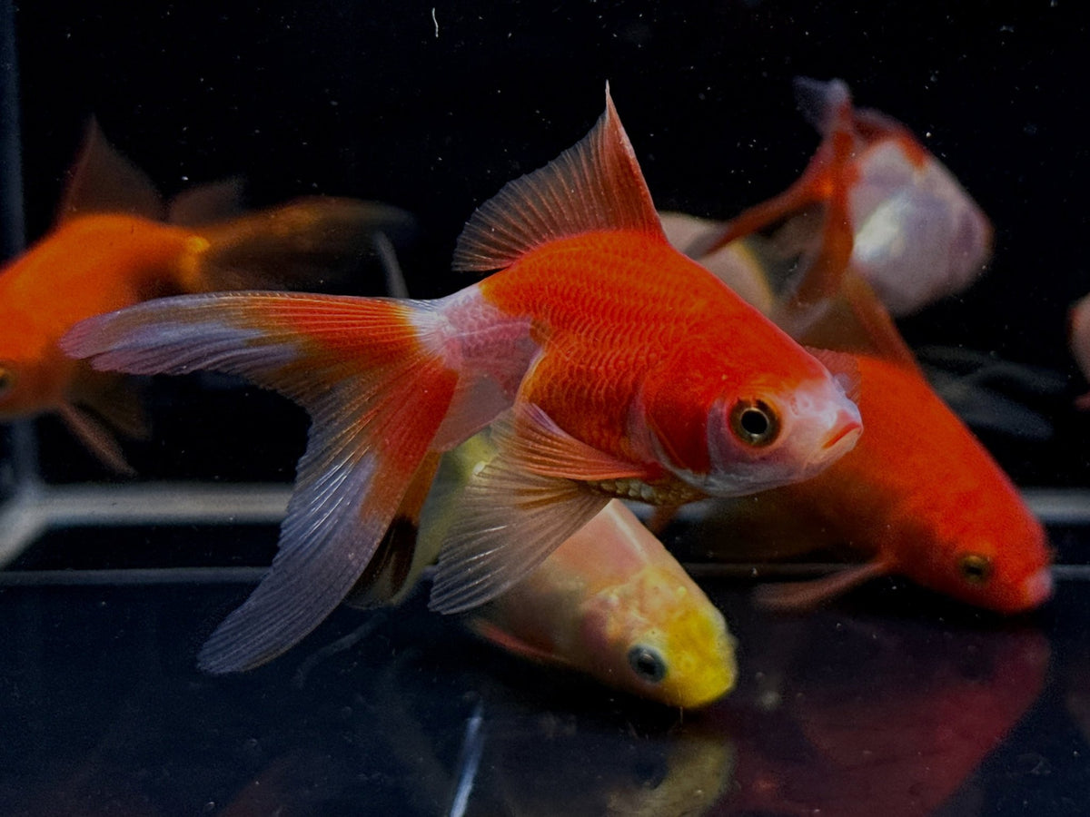 Assorted Ryukin Goldfish (2-2.5") - Majestic Finned Beauty – Aqua Huna