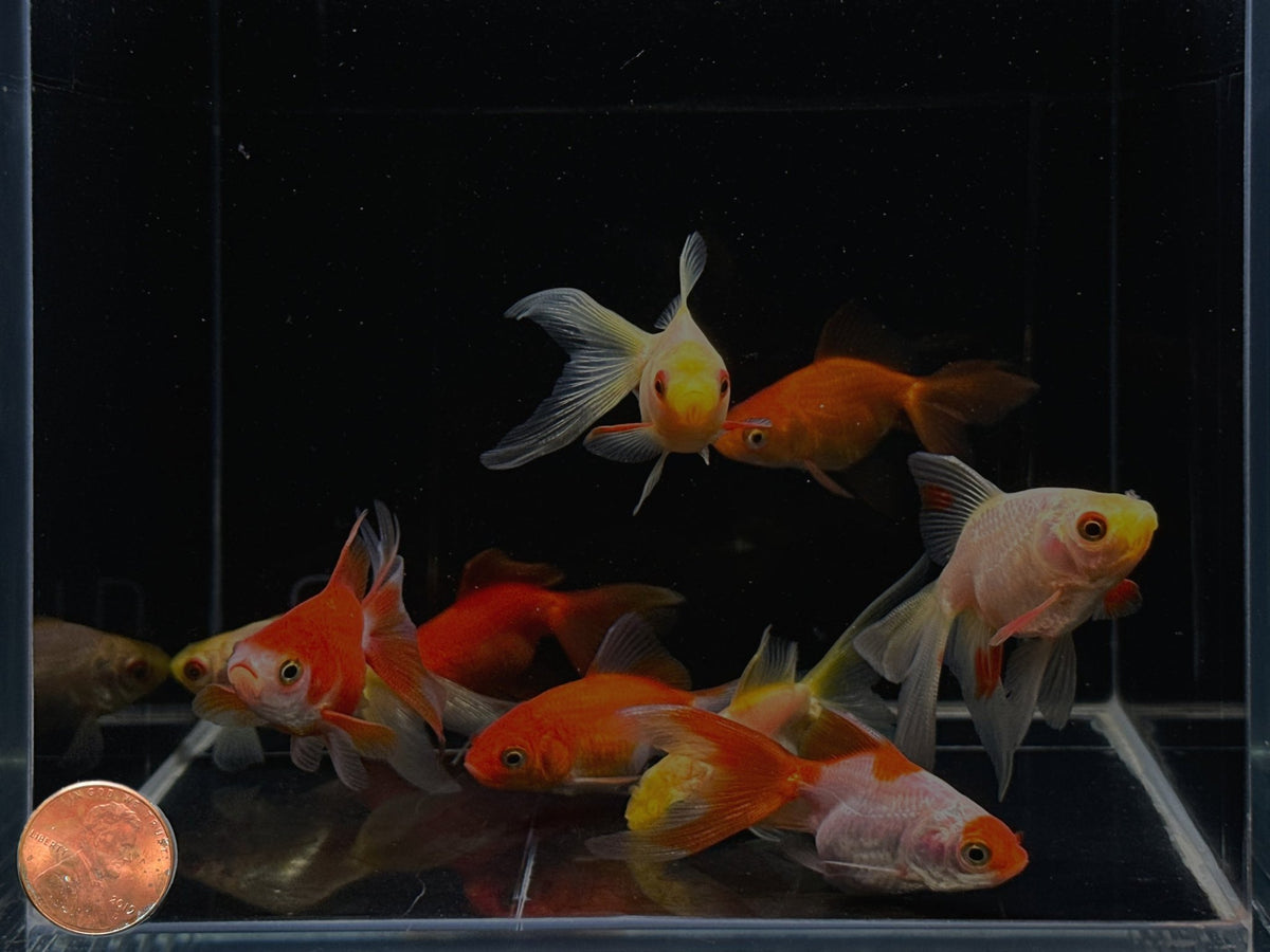 Assorted Ryukin Goldfish (2-2.5") - Majestic Finned Beauty – Aqua Huna