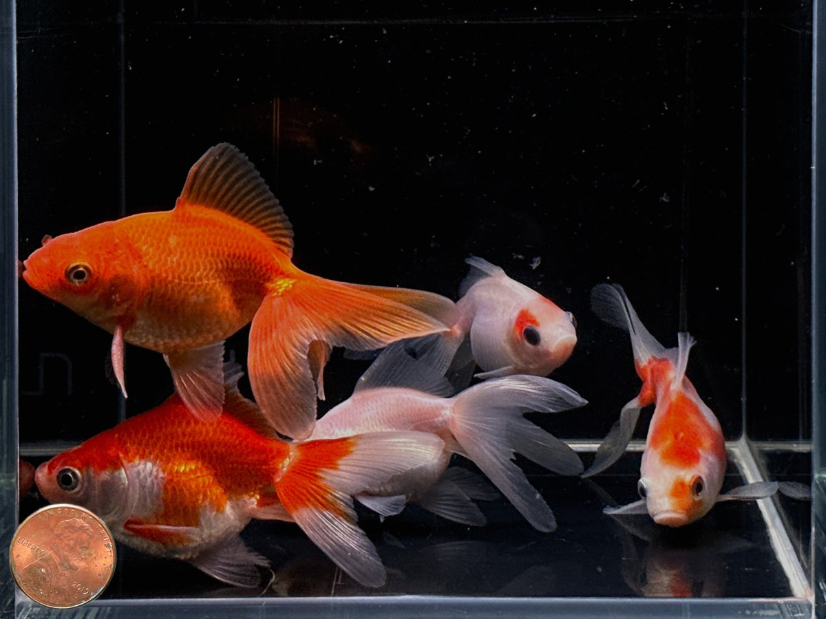 Assorted Ryukin Goldfish (3") - Aquatic beauty for Your Tank – Aqua Huna