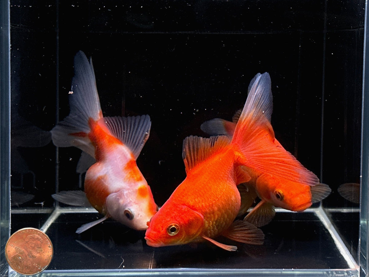 Assorted Ryukin Goldfish (4-4.5") - Dynamic Tank Beauties – Aqua Huna
