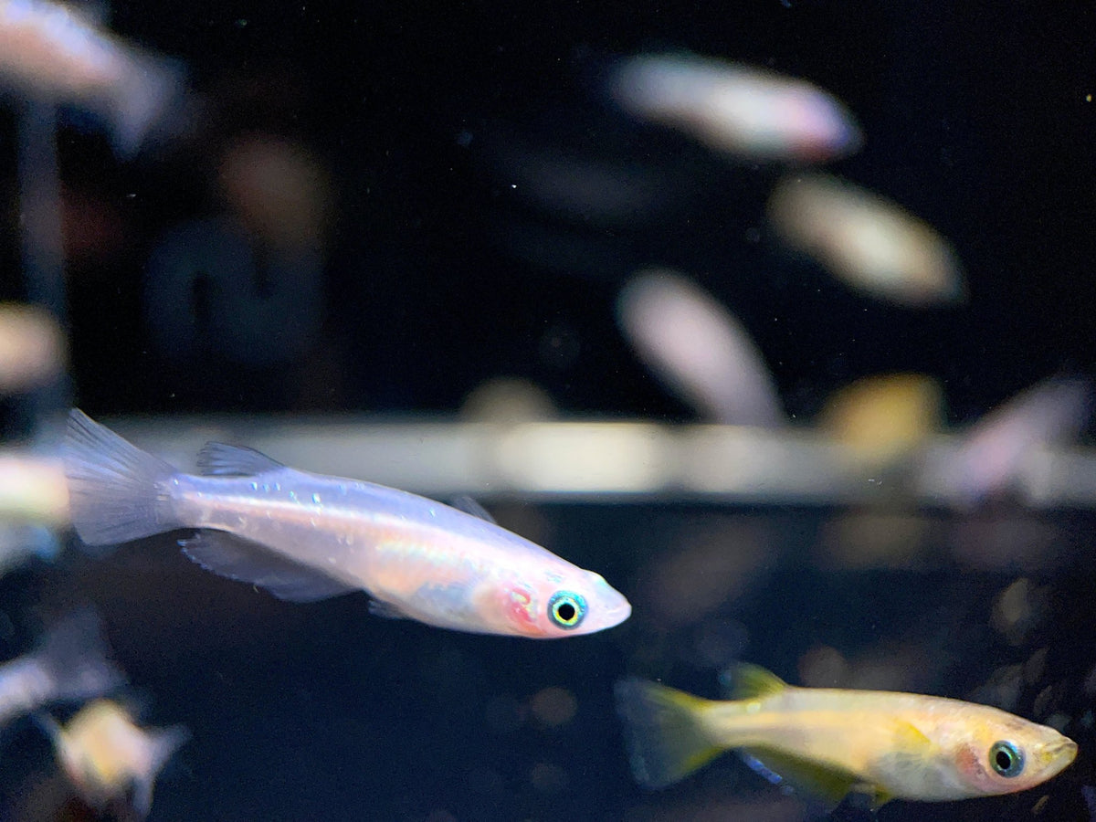 Assorted Sparkle Medaka Ricefish - Sparkling Pond Fish! – Aqua Huna