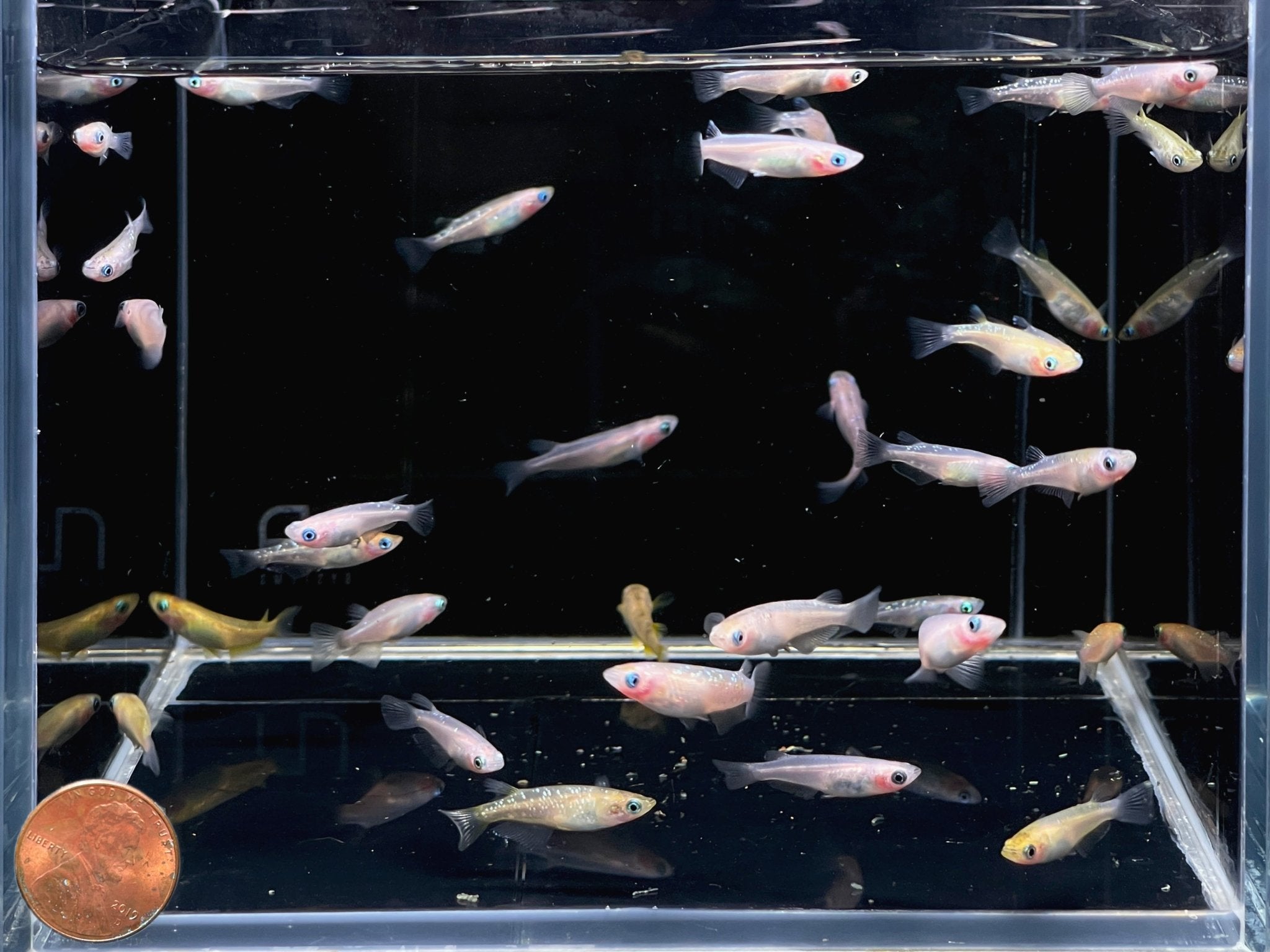 Assorted Sparkle Medaka Ricefish - Sparkling Pond Fish!
