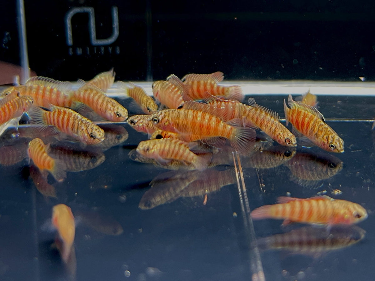 Black Tiger Dario -Exotic Freshwater Fish for Your Aquarium – Aqua Huna