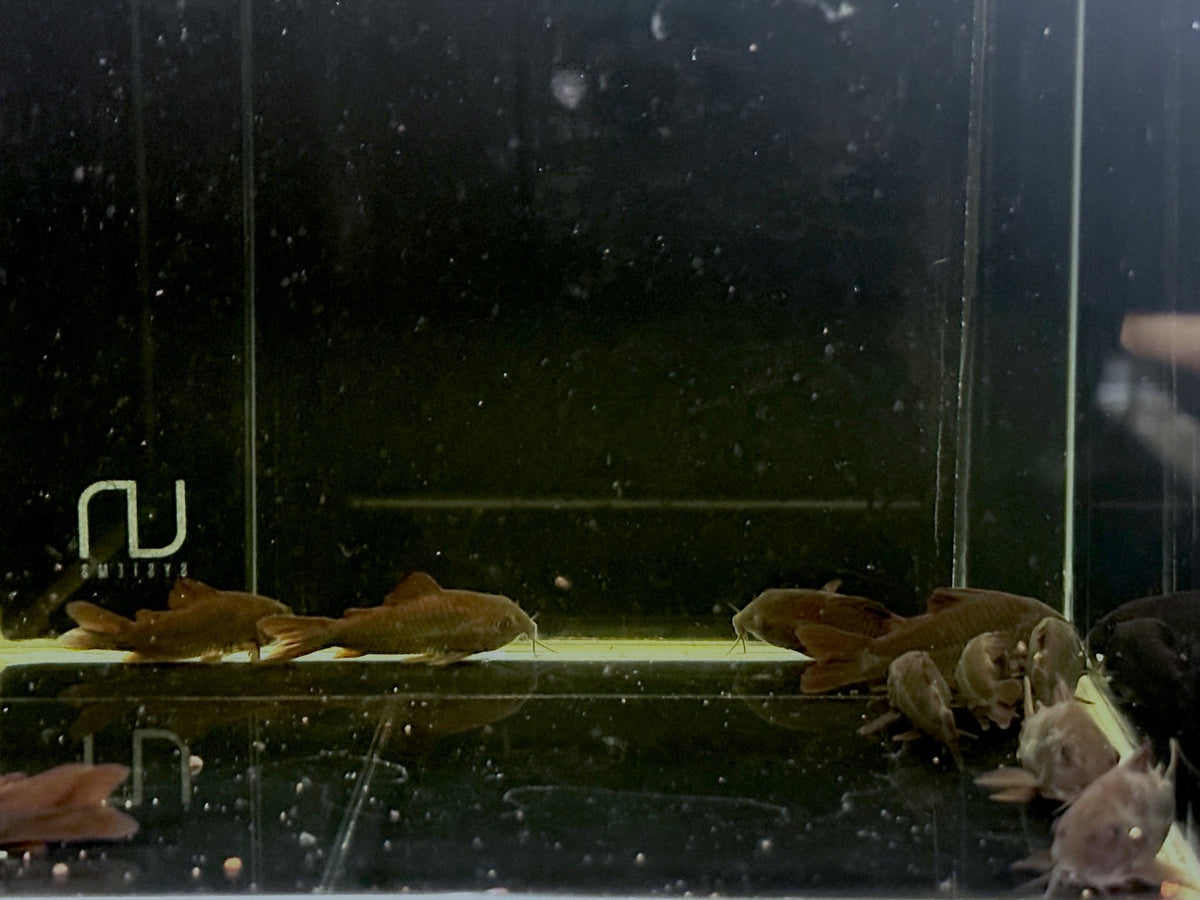 Black Venezuelan Corydoras - Exotic Fish for Your Aquarium – Aqua Huna