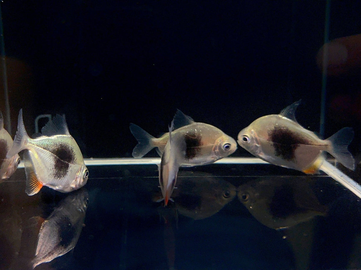 Blackberry Silver Dollar Tetra - Exotic Tropical Fish – Aqua Huna