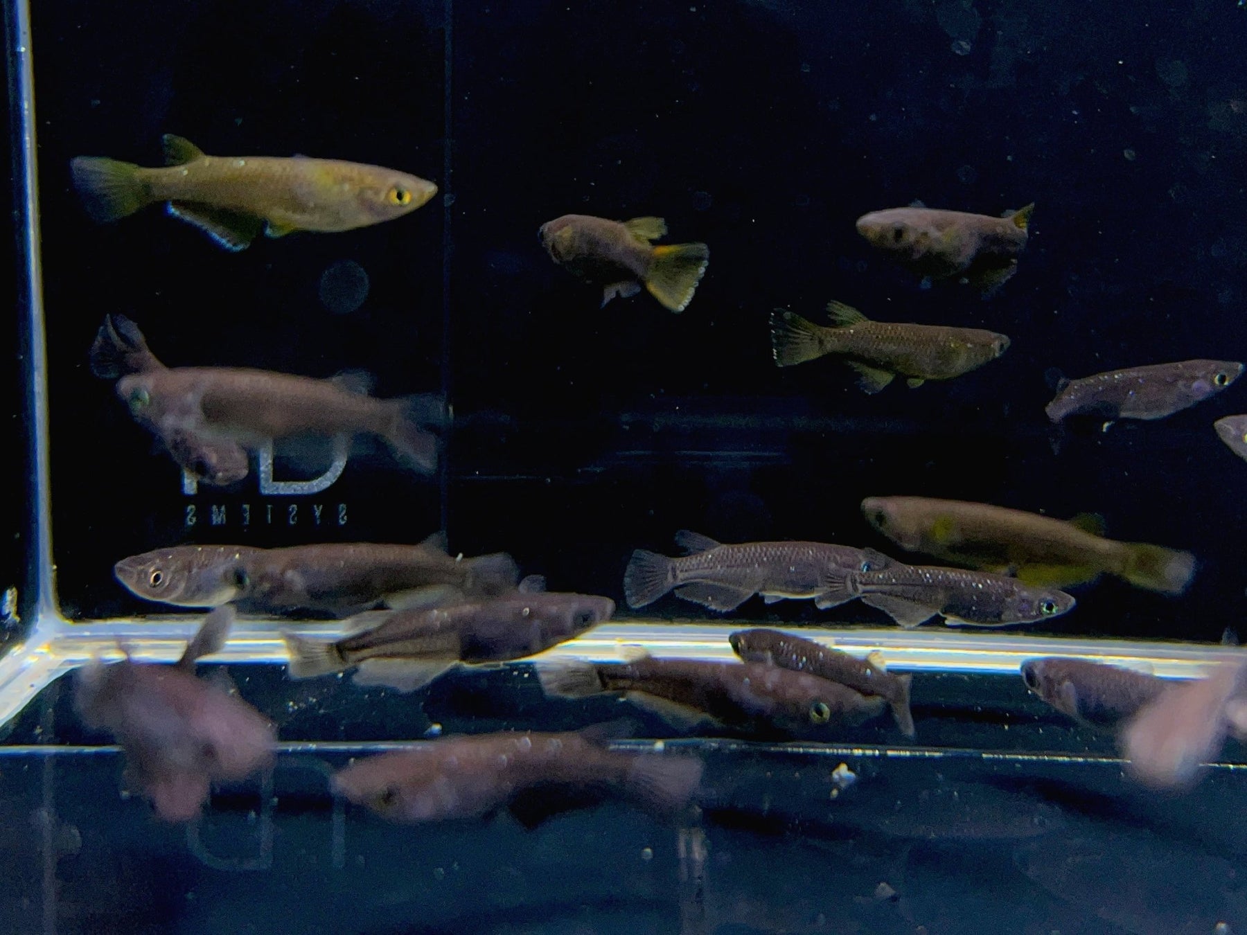 Black/Midnight Medaka Ricefish - Unique Pond Fish for Sale