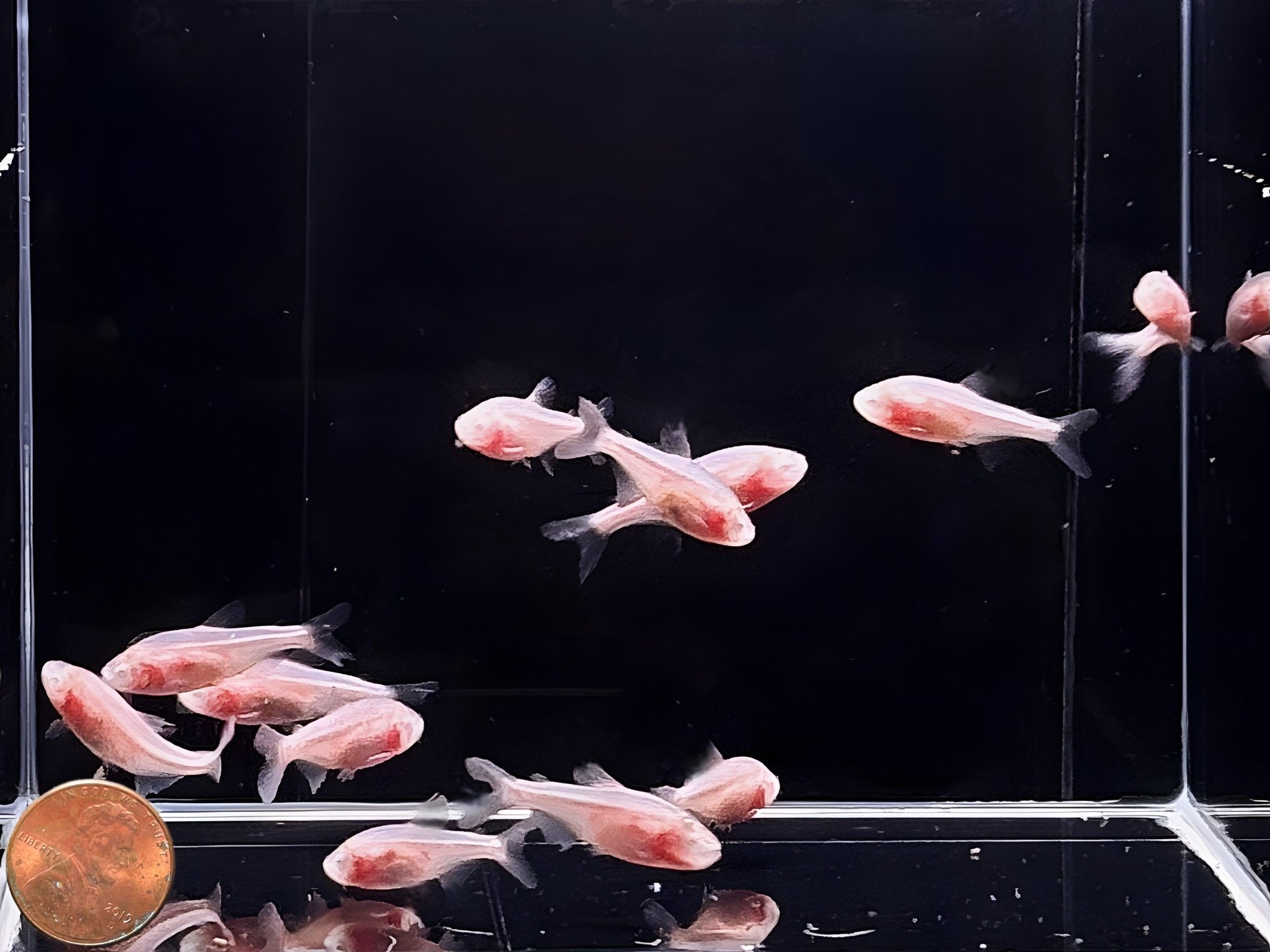 Blind Cave Tetra - Unique Albino Tetra for Aquariums