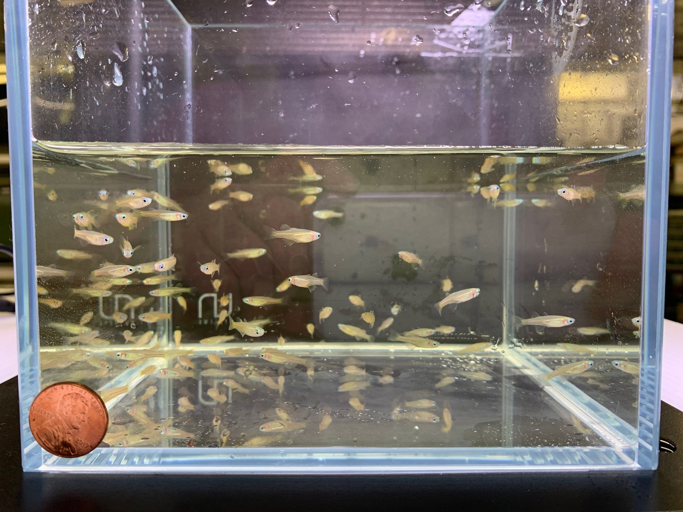 Rainbow Fish | Vibrant Freshwater Aquarium Species