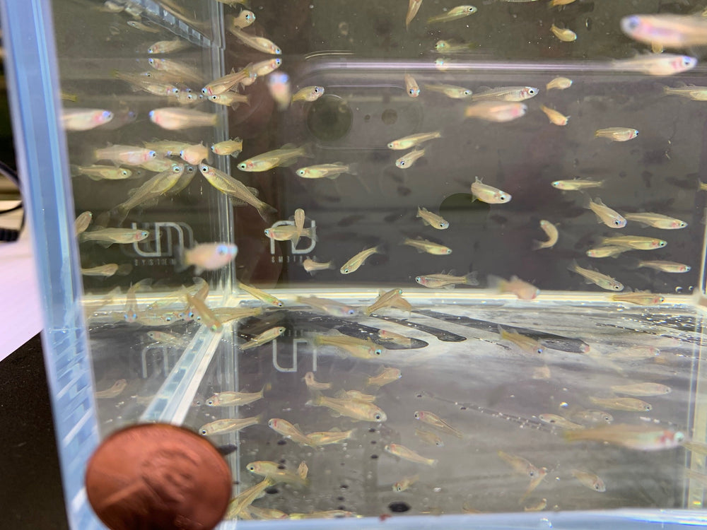 Rainbow Fish | Vibrant Freshwater Aquarium Species