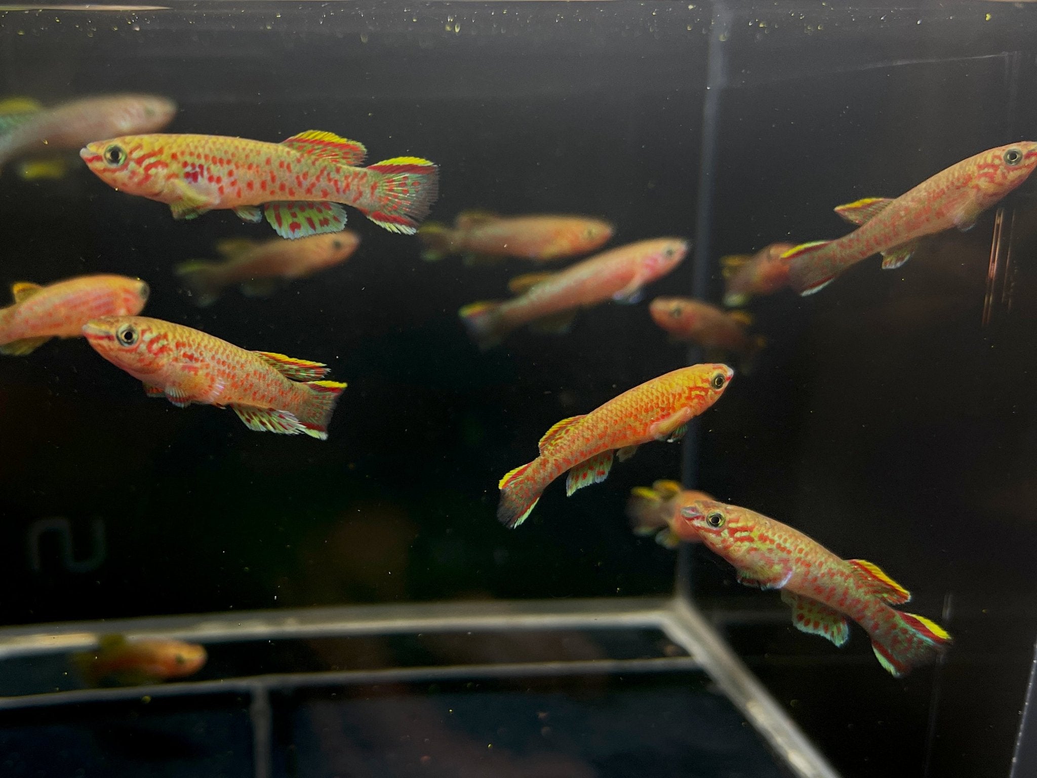 Blue Lyretail/Gardner's Killi (Male) - Vibrant Fish for Sale