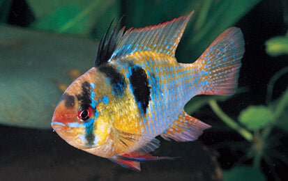 Blue Ram - Vibrant Freshwater Dwarf Cichlid – Aqua Huna