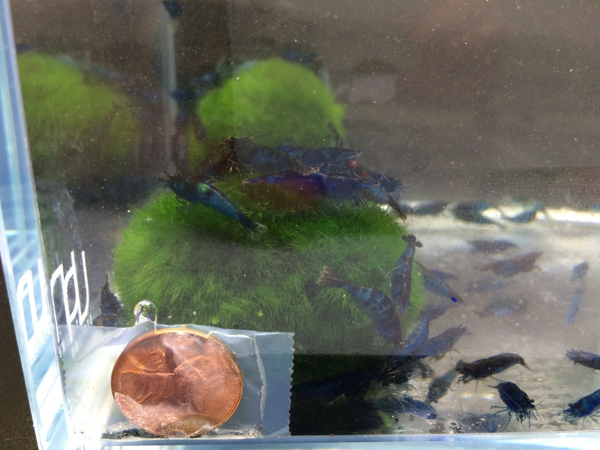 Blue Rili Shrimp - Aquatic Blue Beauty – Aqua Huna