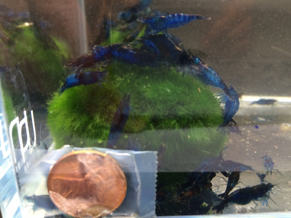 Blue Rili Shrimp - Aquatic Blue Beauty