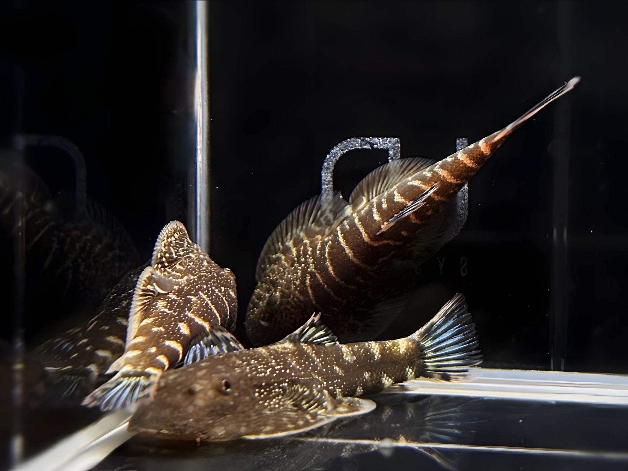 Blue Tail Hillstream loach - Vibrant Freshwater Loach